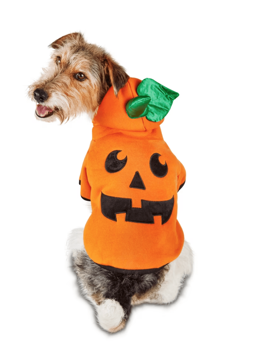 5 Purr-Fect Halloween Costumes For Pets - VITA Daily