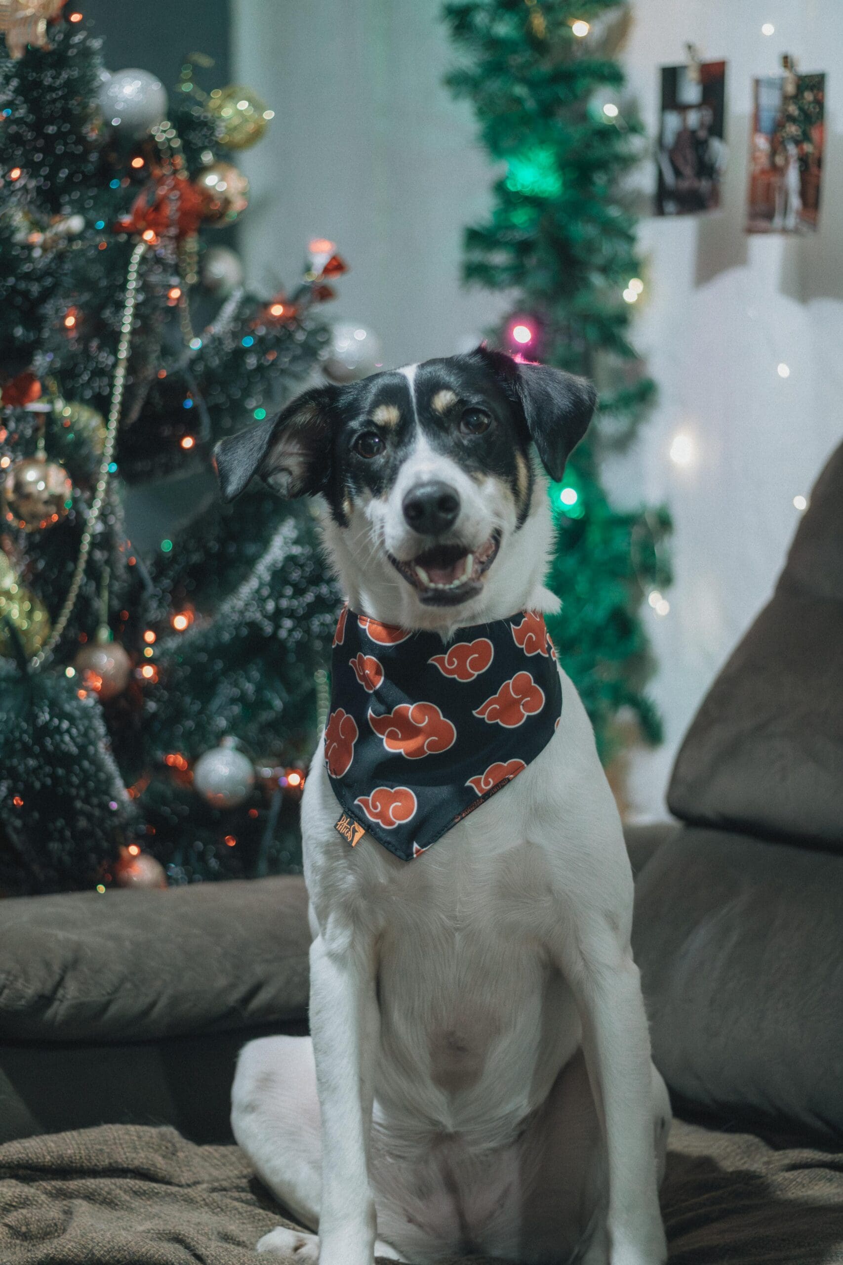 Paw-liday Cheer: 10 Gifts For Furry Friends - VITA Daily