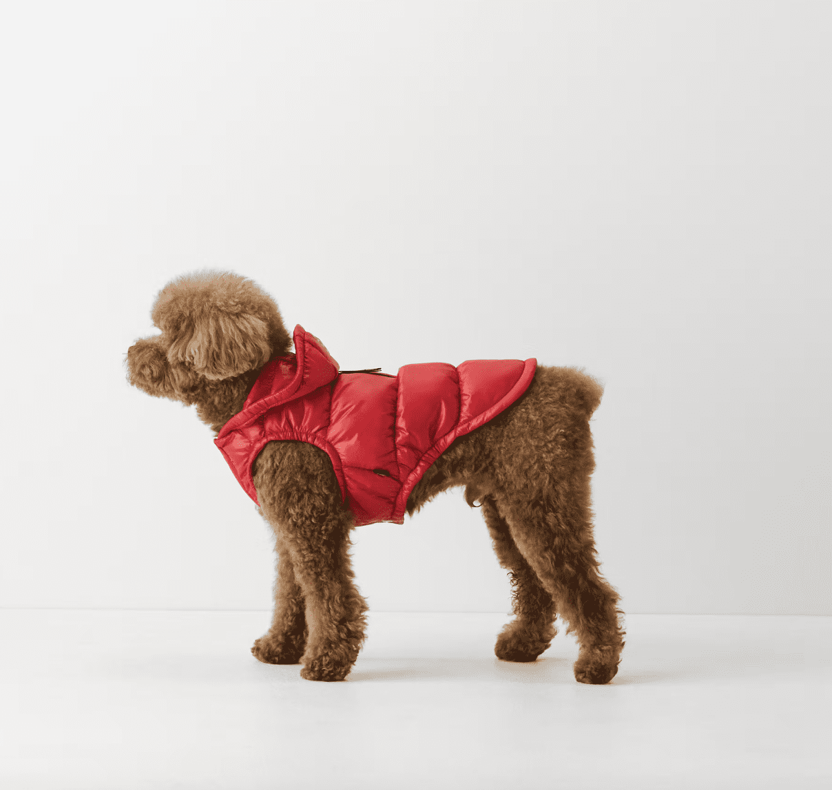 À La Dogue: How Man's Best Friend Is Nosing Into Marketing Campaigns ...
